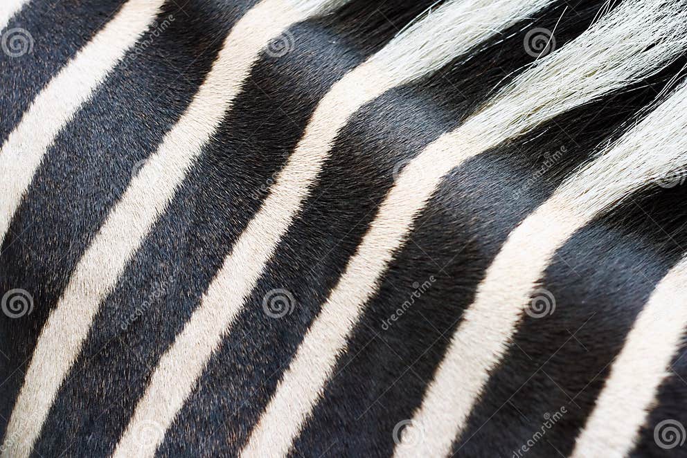 Zebra fur pattern stock image. Image of background, closeup - 19586981