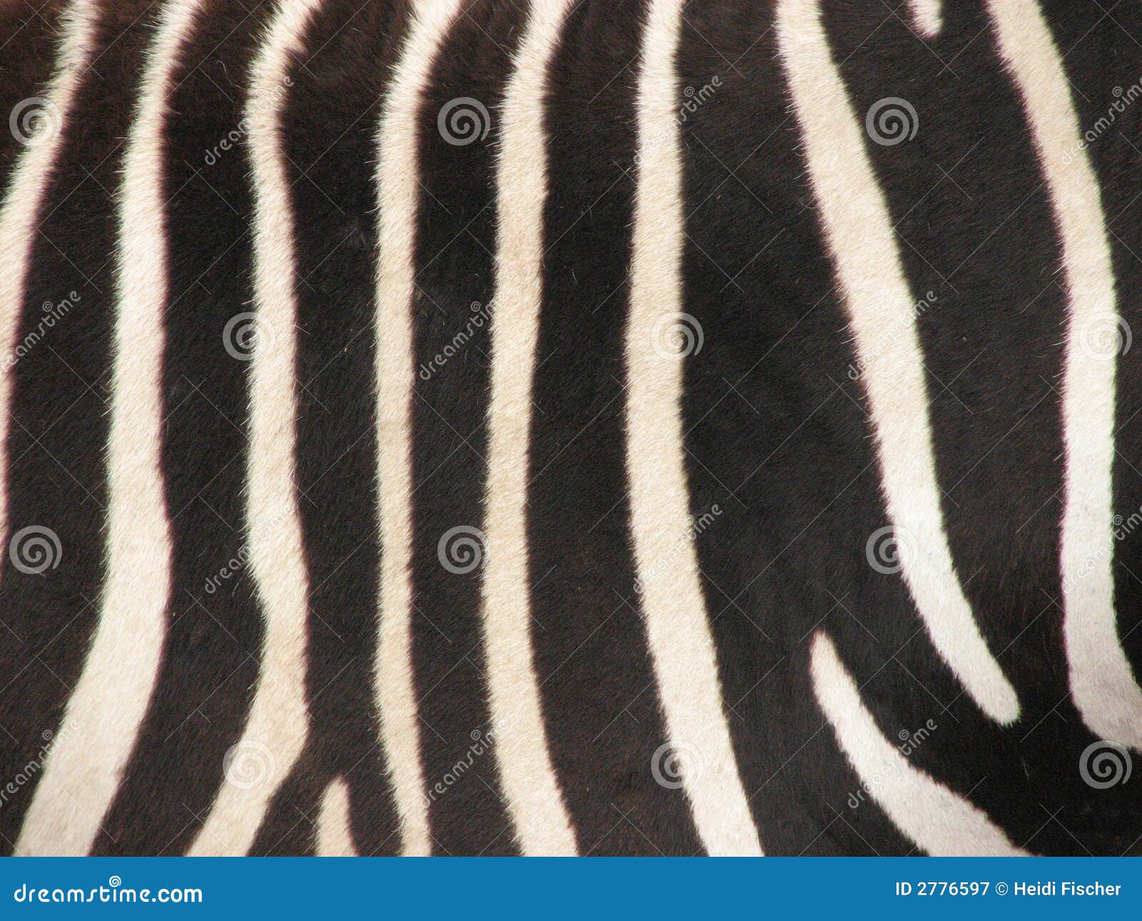 Zebra Fur Pattern stock image. Image of black, pattern - 2776597