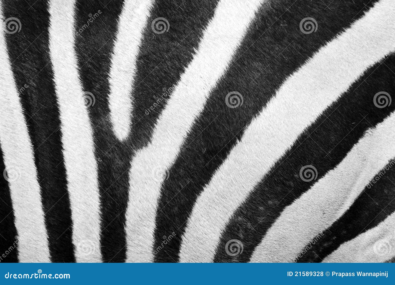Zebra Fur Texture