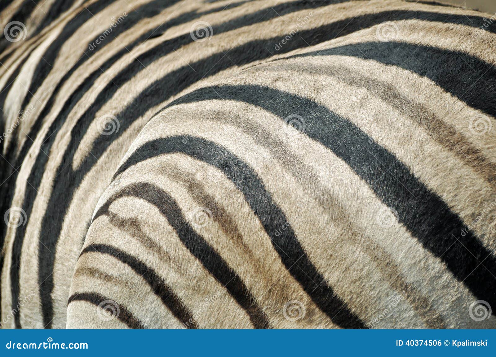 Zebra fur texture stock photo. Image of macro, stripes - 40374506