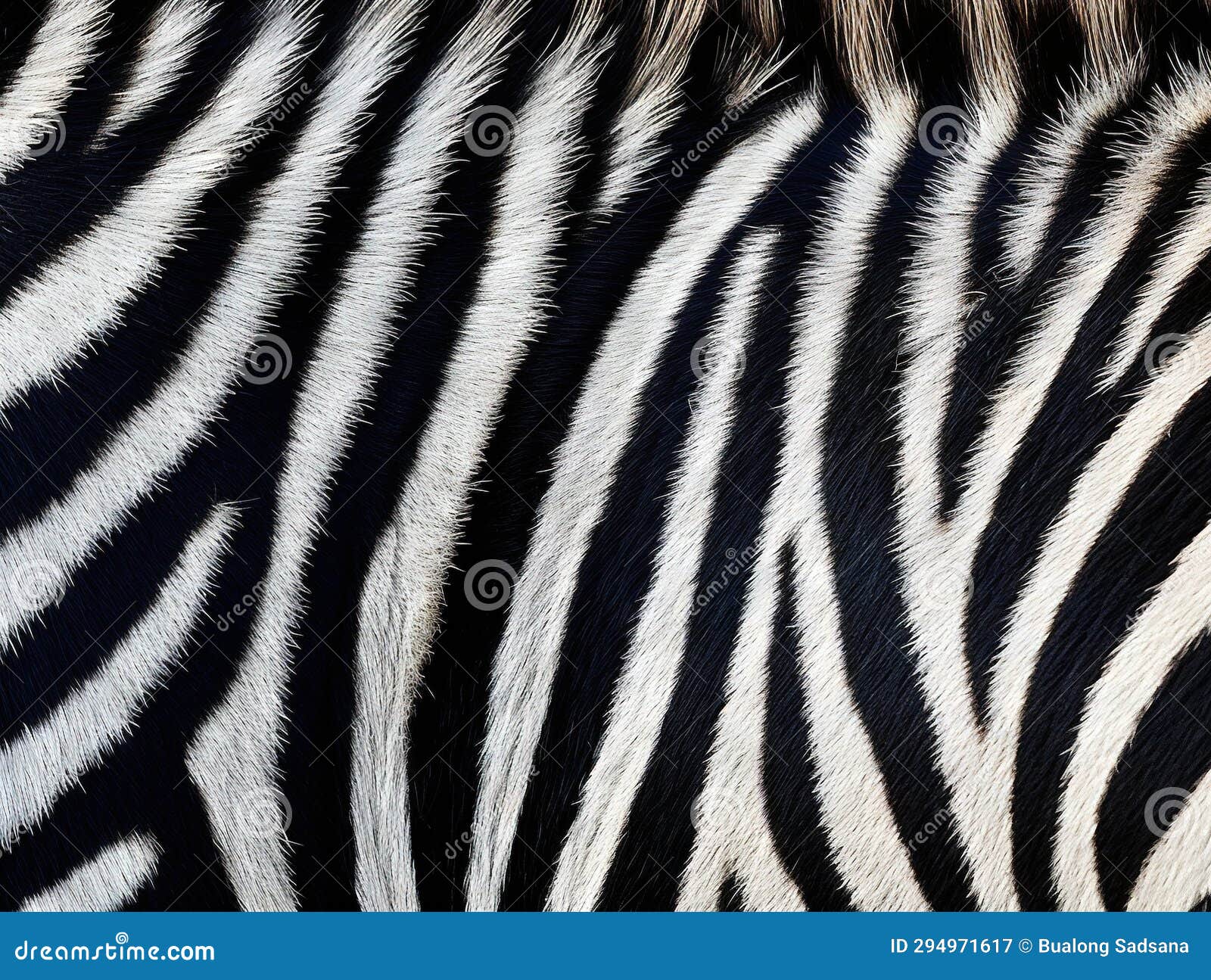 Zebra Fur Texture Made with Generative AI Illustration Stock ...