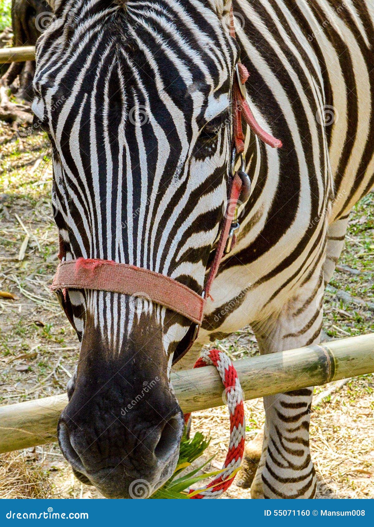 Zebra stock photo. Image of mammal, back, wildlife, tanzania - 55071160