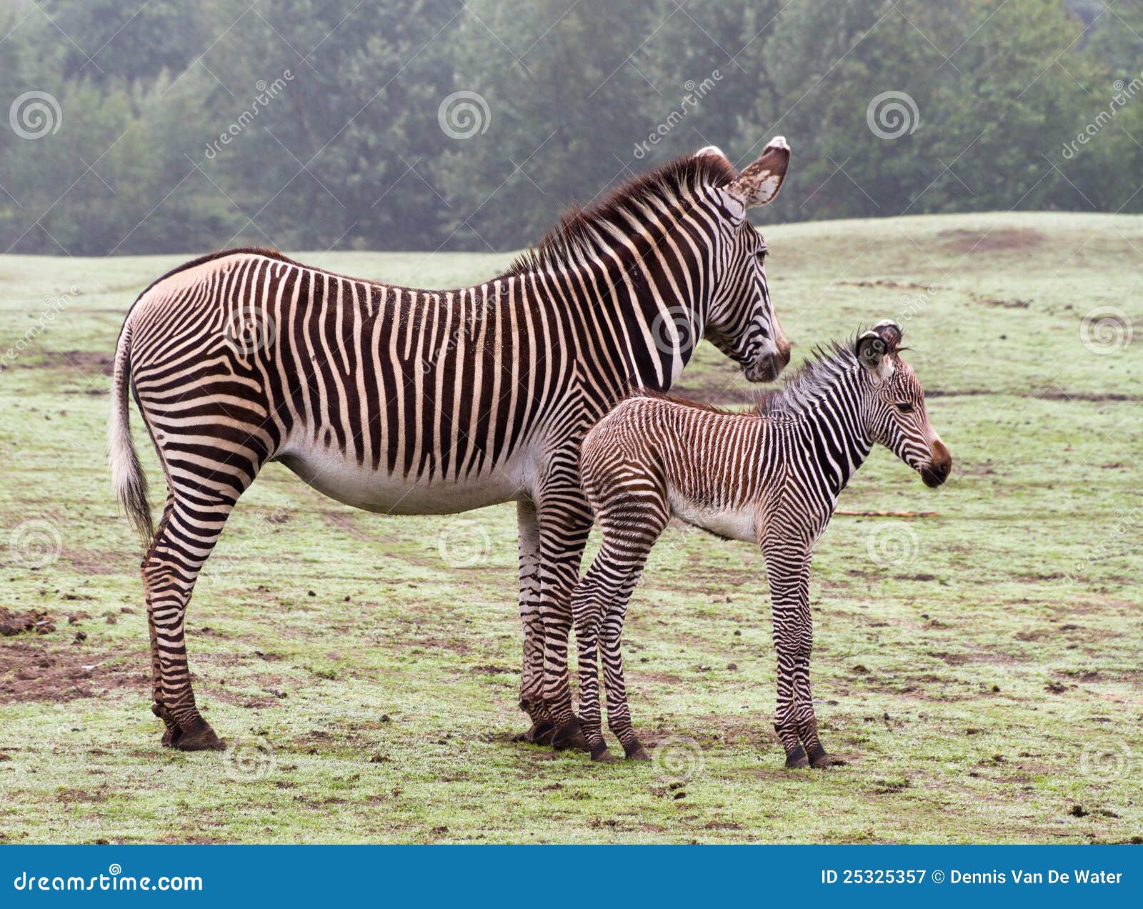 367 Zebra Mom Stock Photos - Free & Royalty-Free Stock Photos from ...