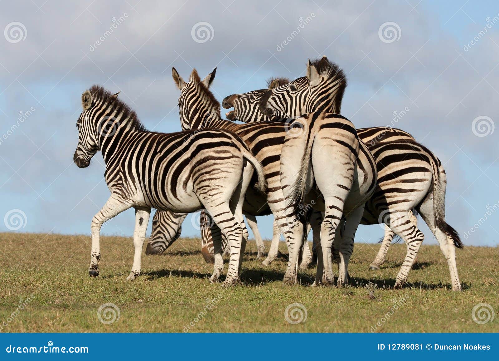 Zebra Get Together stock image. Image of striped, nature - 12789081