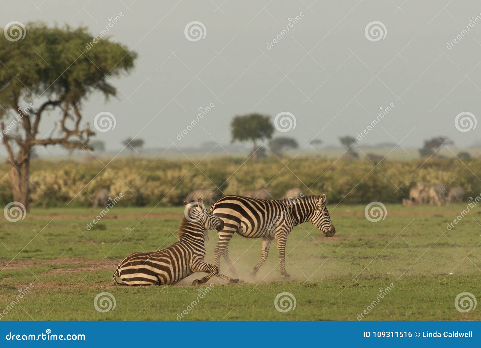 Zebra Getting Up from the Grasslands Stock Photo - Image of striped ...