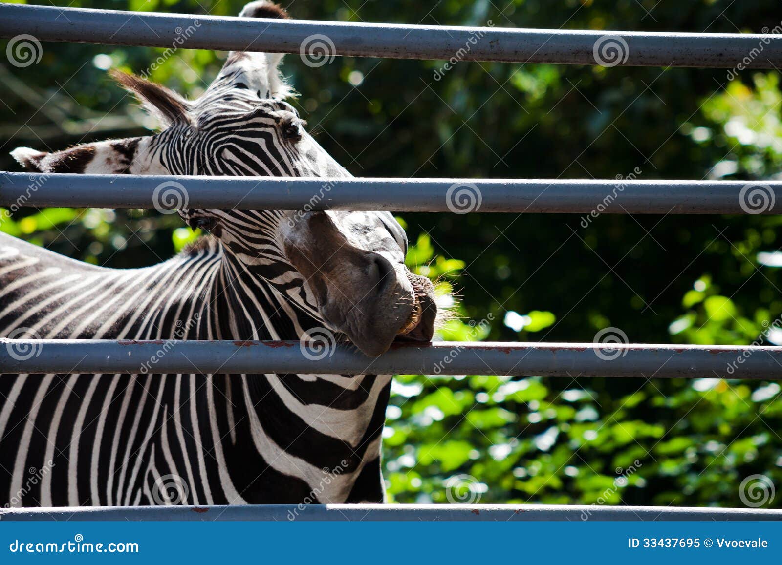 Zebra gnawing iron cage stock image. Image of habitat - 33437695