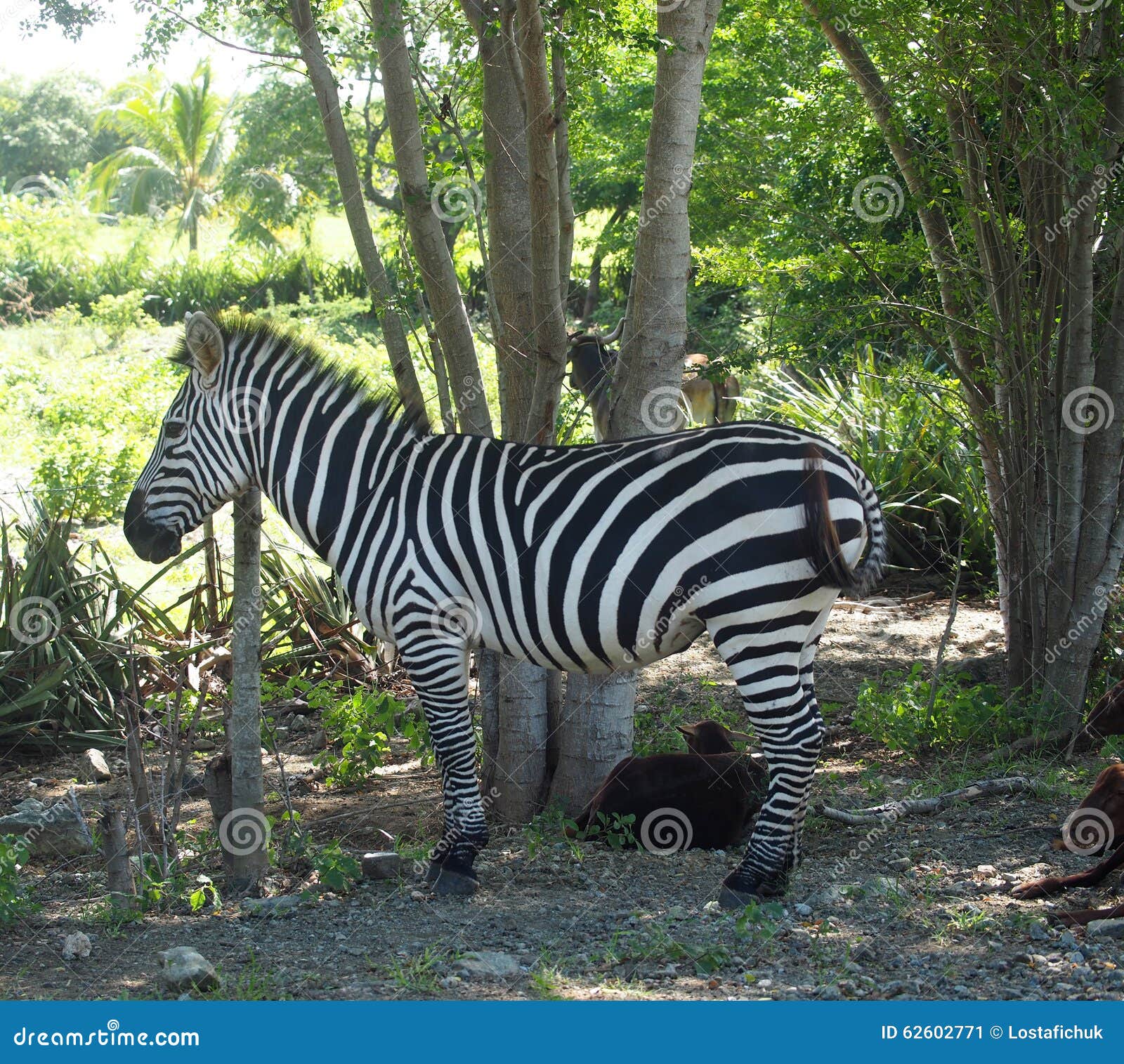 Zebra and Goats stock image. Image of animals, trees - 62602771