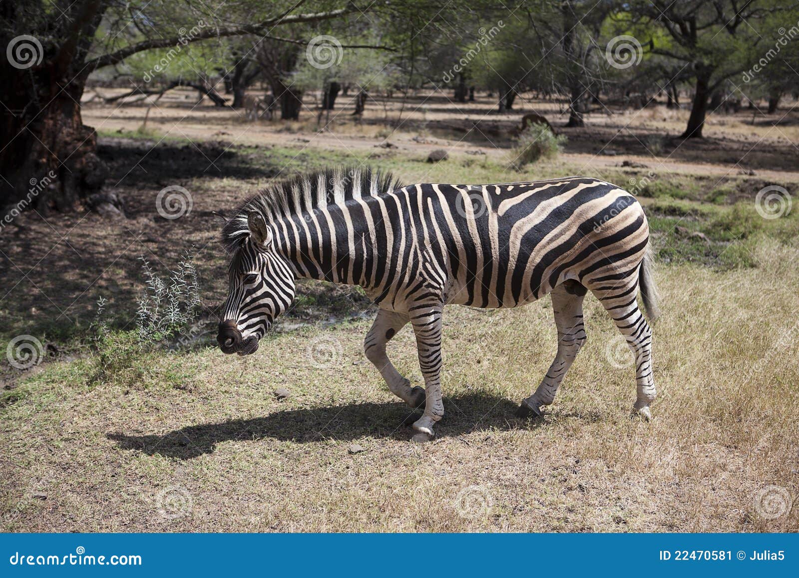 The Zebra Goes among Jungle Stock Image - Image of animals, wild: 22470581