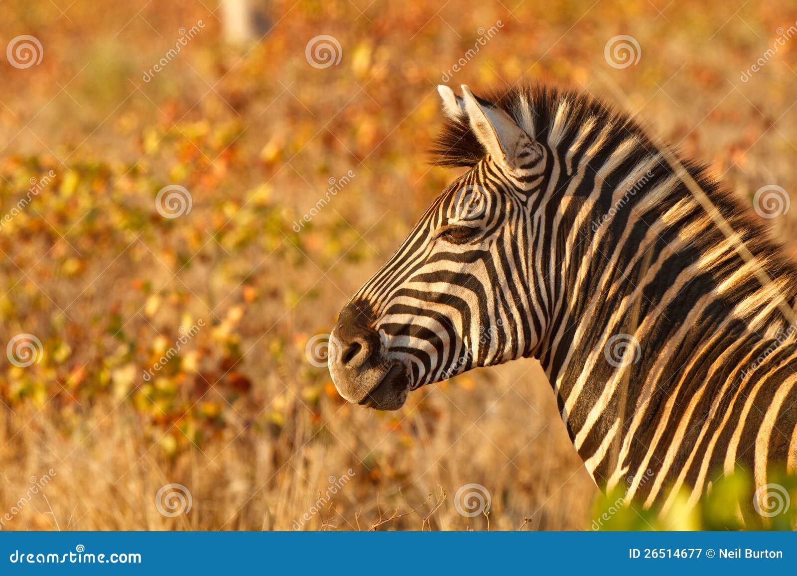 Zebra in golden light stock image. Image of african, safari - 26514677