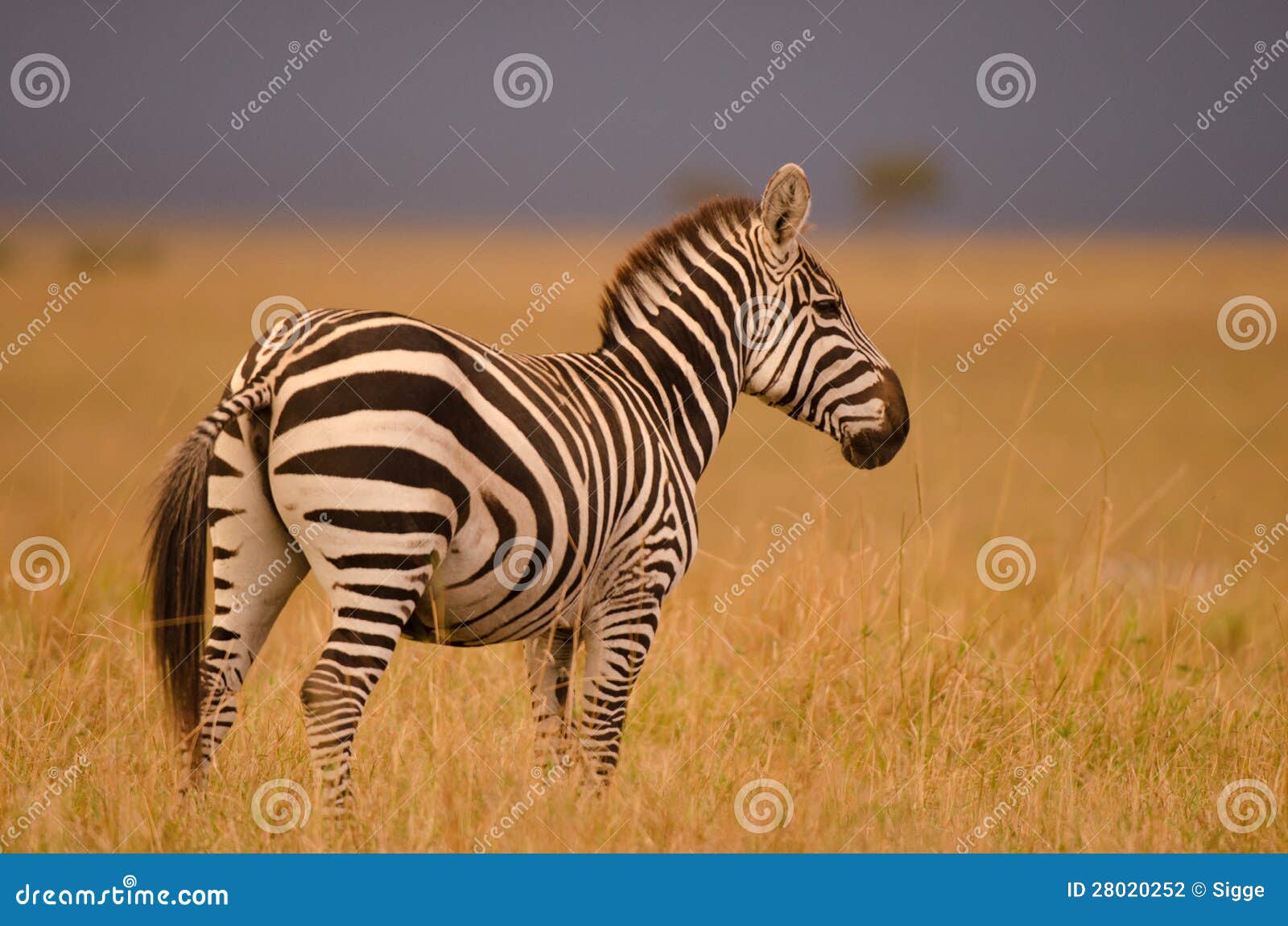 Zebra in Golden light stock photo. Image of nature, boehmi - 28020252