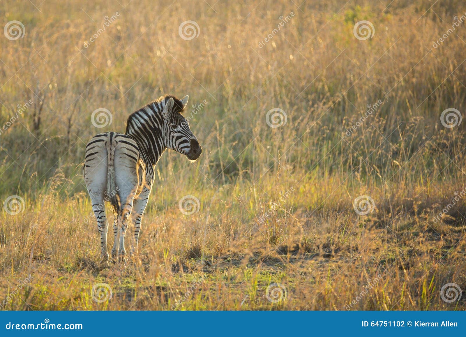 Zebra in golden light stock photo. Image of africa, main - 64751102