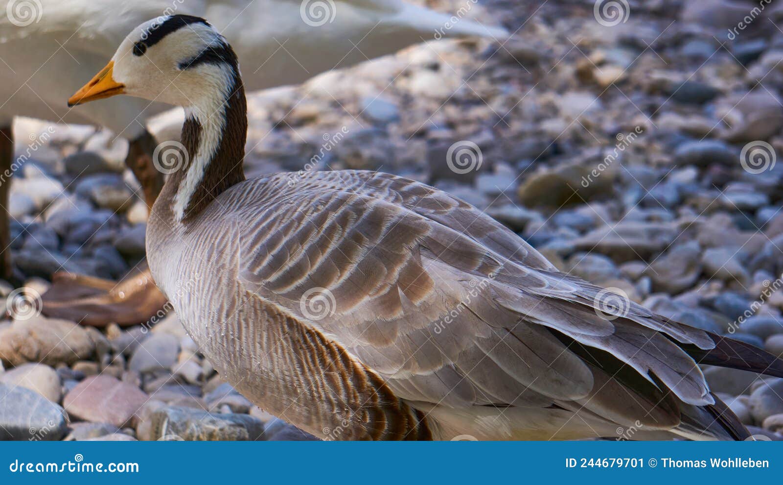 Zebra goose stock image. Image of goose, beautiful, alps - 244679701