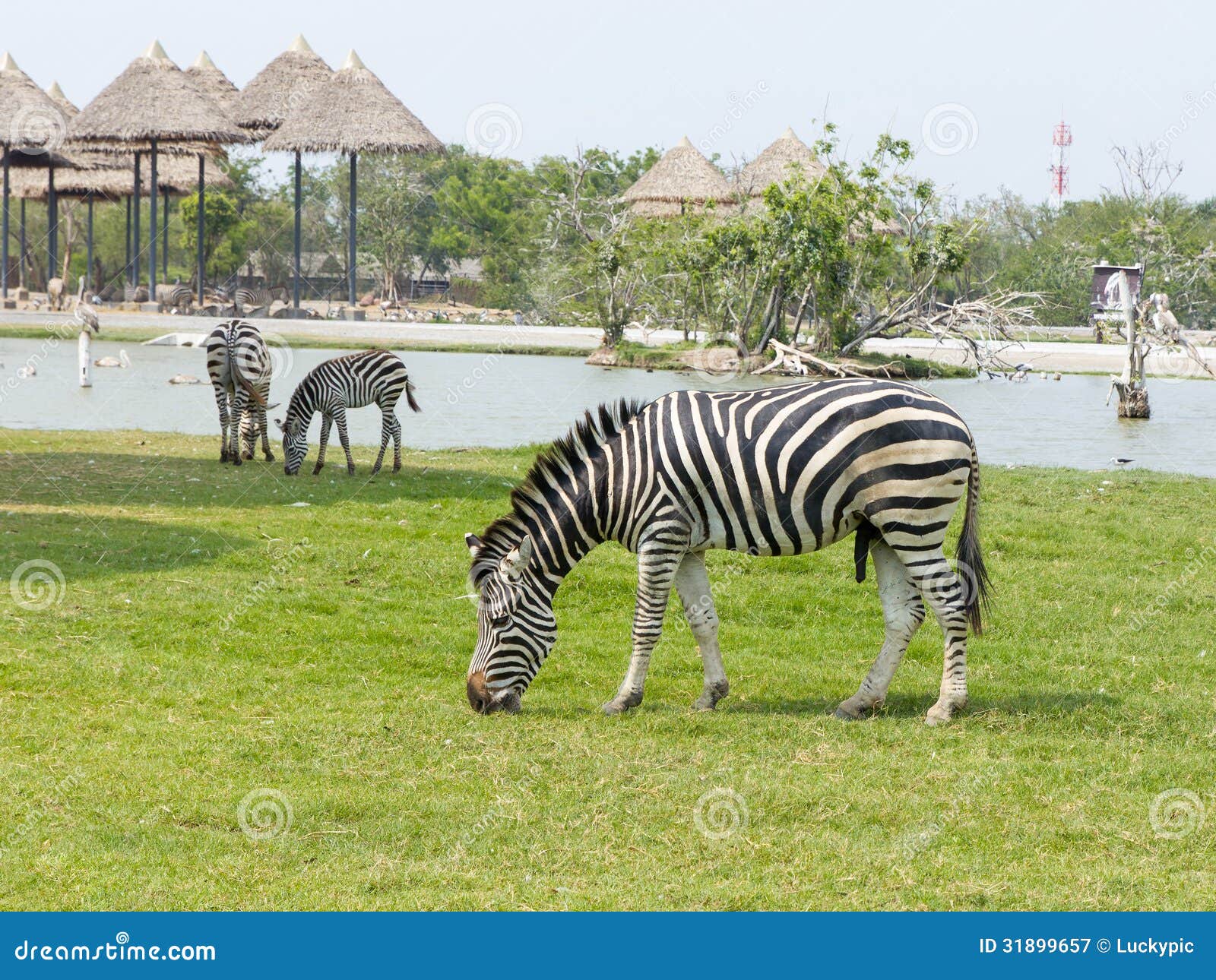 Zebra on grass field stock image. Image of mammal, looking - 31899657