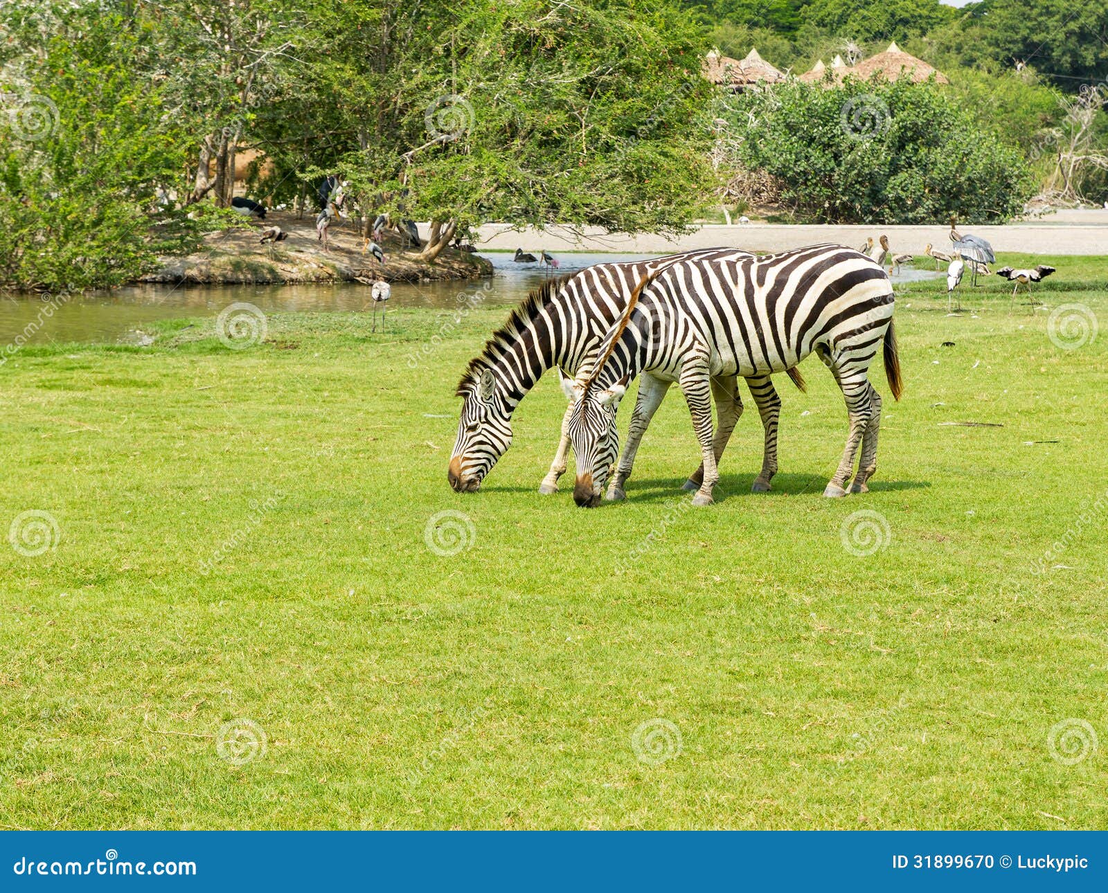 Zebra on grass field stock photo. Image of animals, game - 31899670