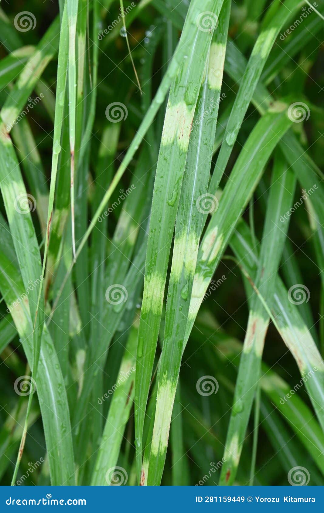 Zebra Grass Miscanthus Sinensis Zebrinus Stock Image 281159449