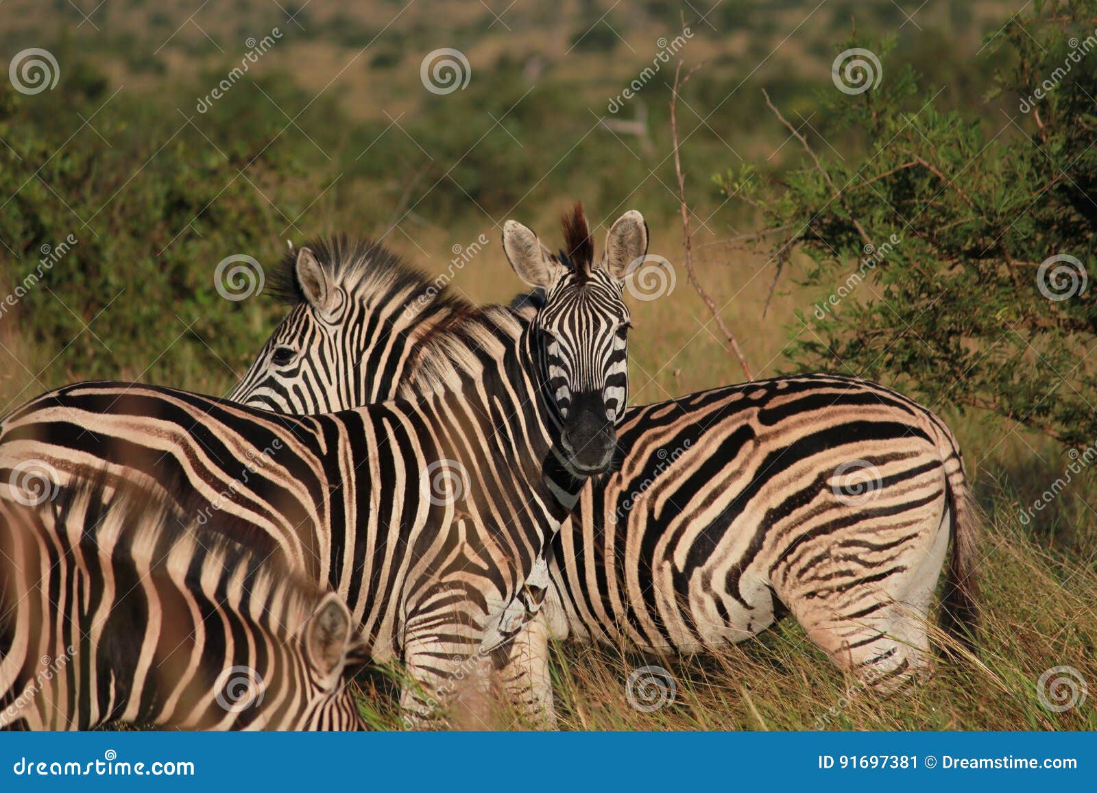 Zebra in the grass stock image. Image of nature, zebra - 91697381