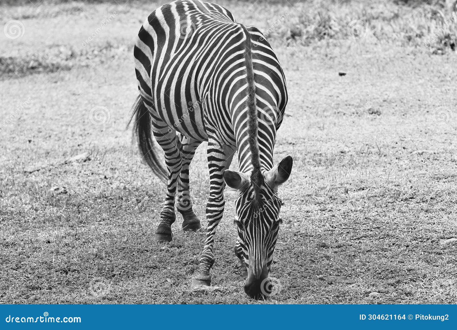 A Zebra Grazes Alone in the Field Stock Photo - Image of plant, grazing ...