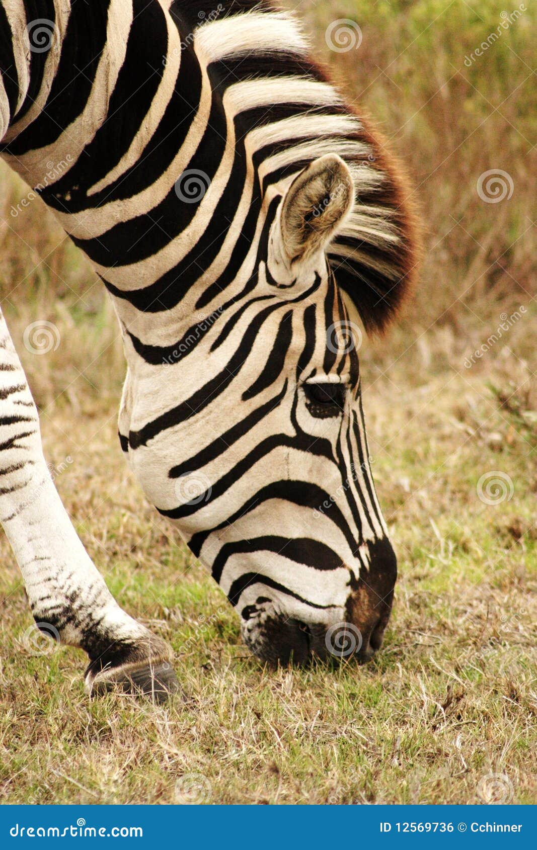Zebra grazing stock photo. Image of herbivore, black - 12569736