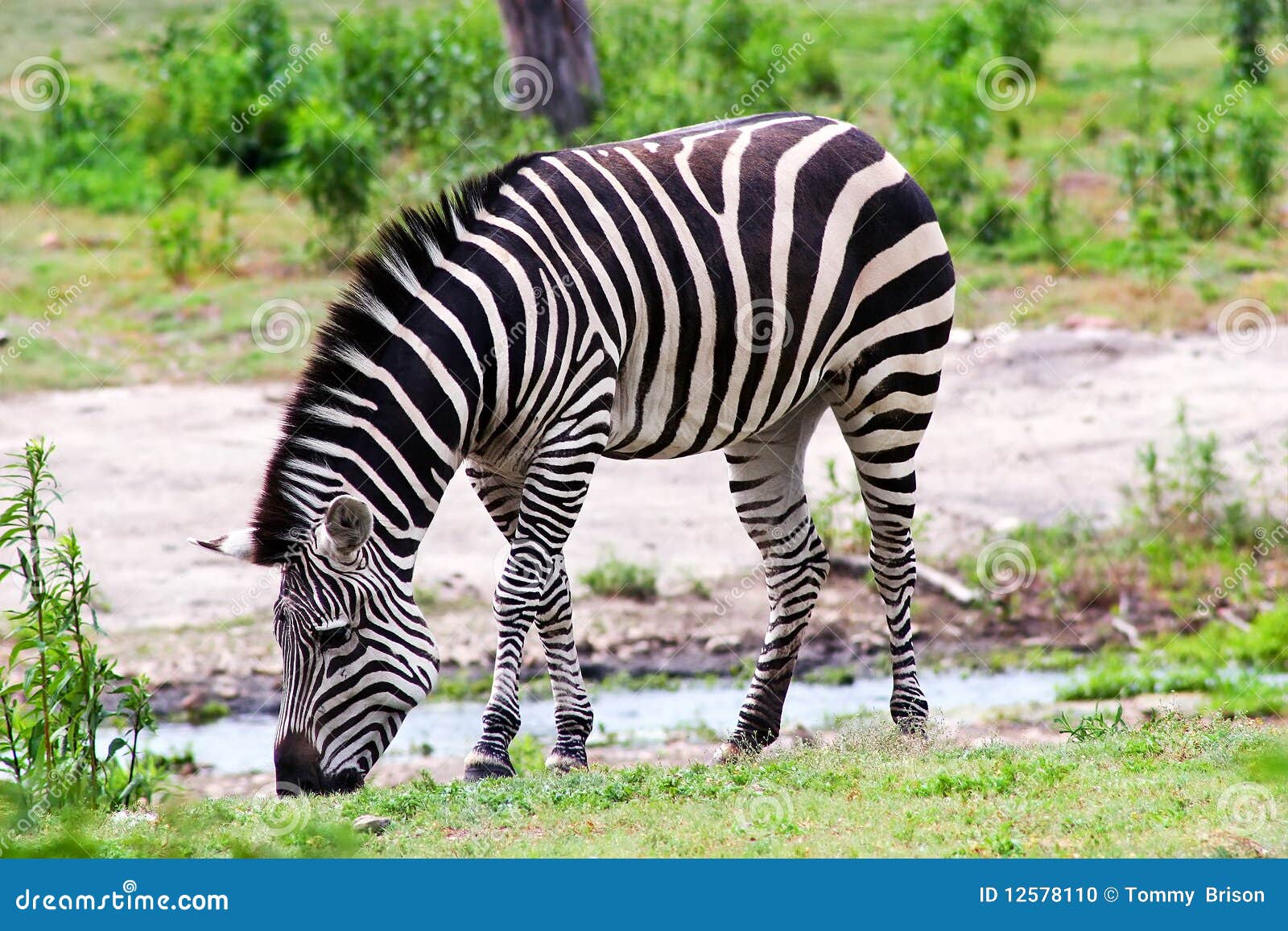 Zebra Grazing stock photo. Image of graze, africa, kenya - 12578110