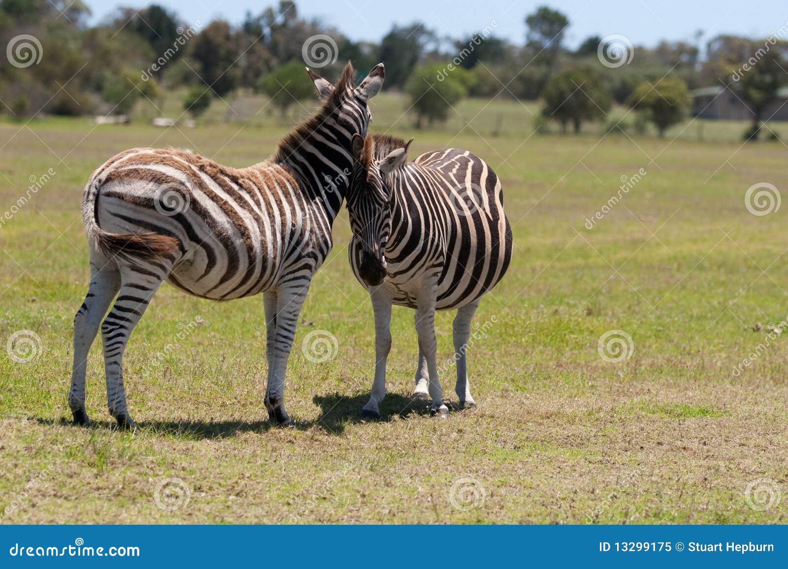 Zebra grazing stock image. Image of black, animal, natural - 13299175