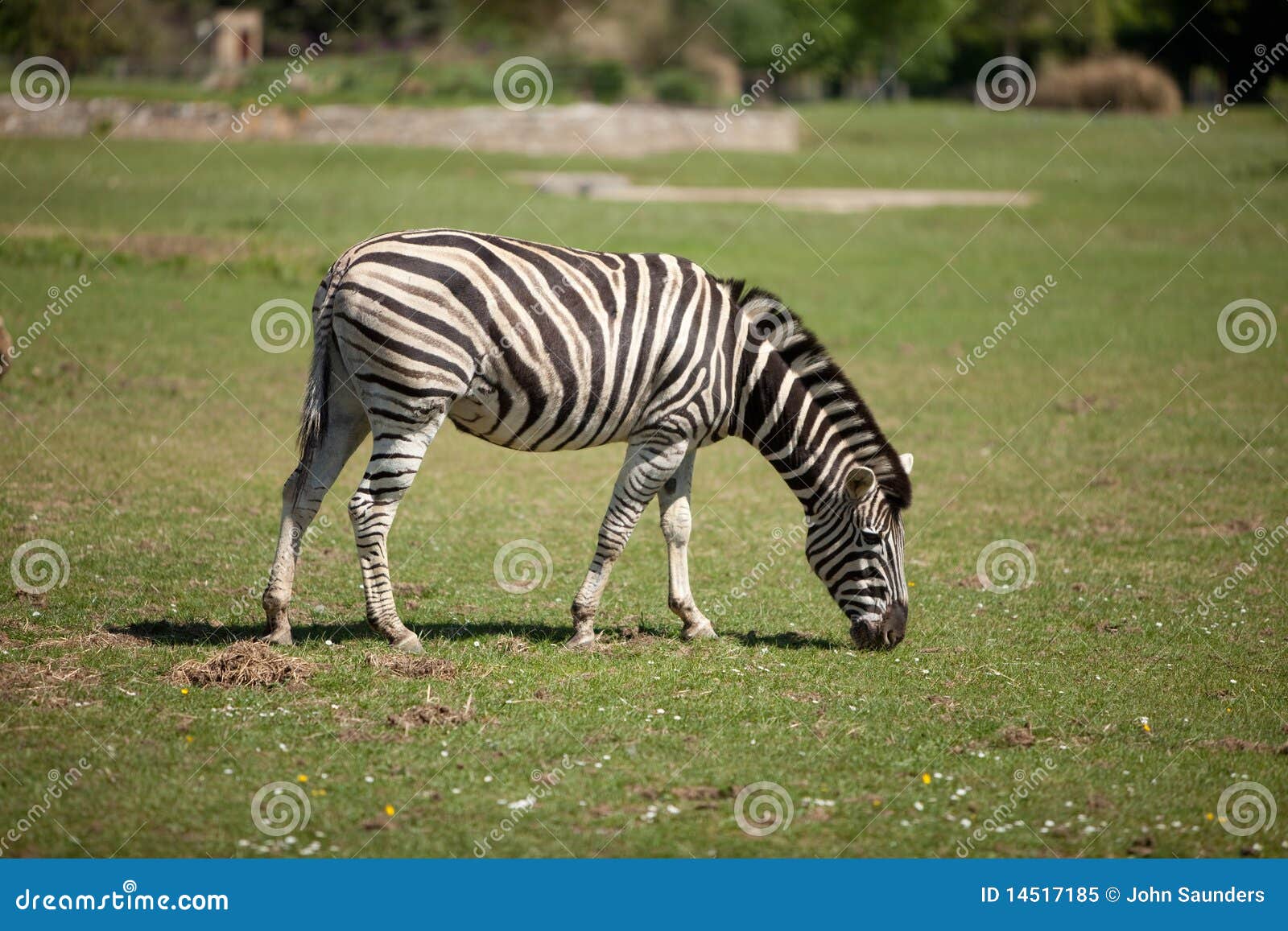 Zebra grazing stock image. Image of fauna, standing, wildlife - 14517185