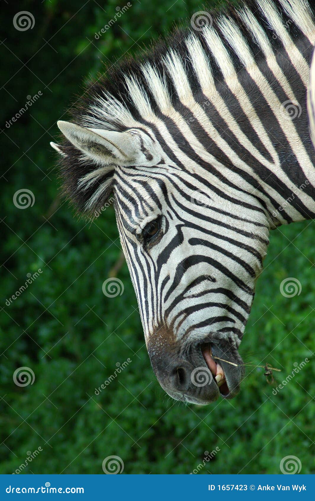 Zebra grazing stock image. Image of black, cape, graceful - 1657423
