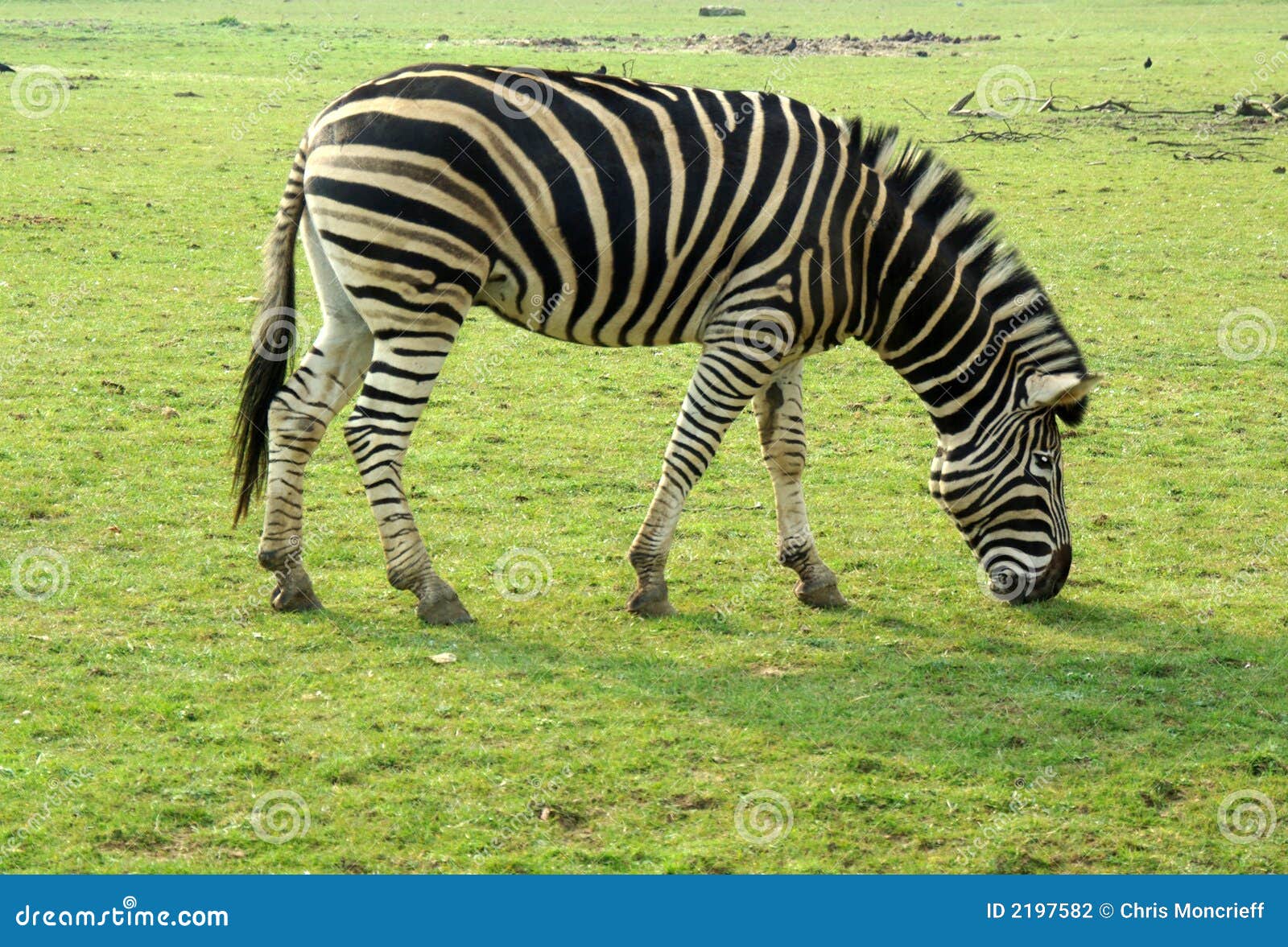 Zebra Grazing stock photo. Image of africa, chapman, african - 2197582
