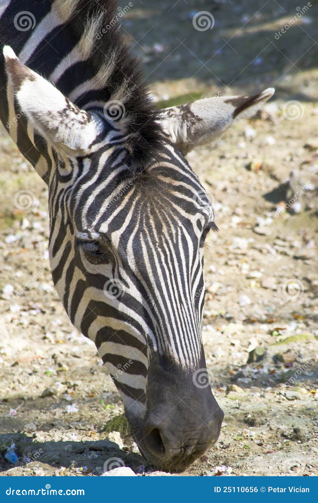 Zebra grazing stock photo. Image of tropical, grasslands - 25110656