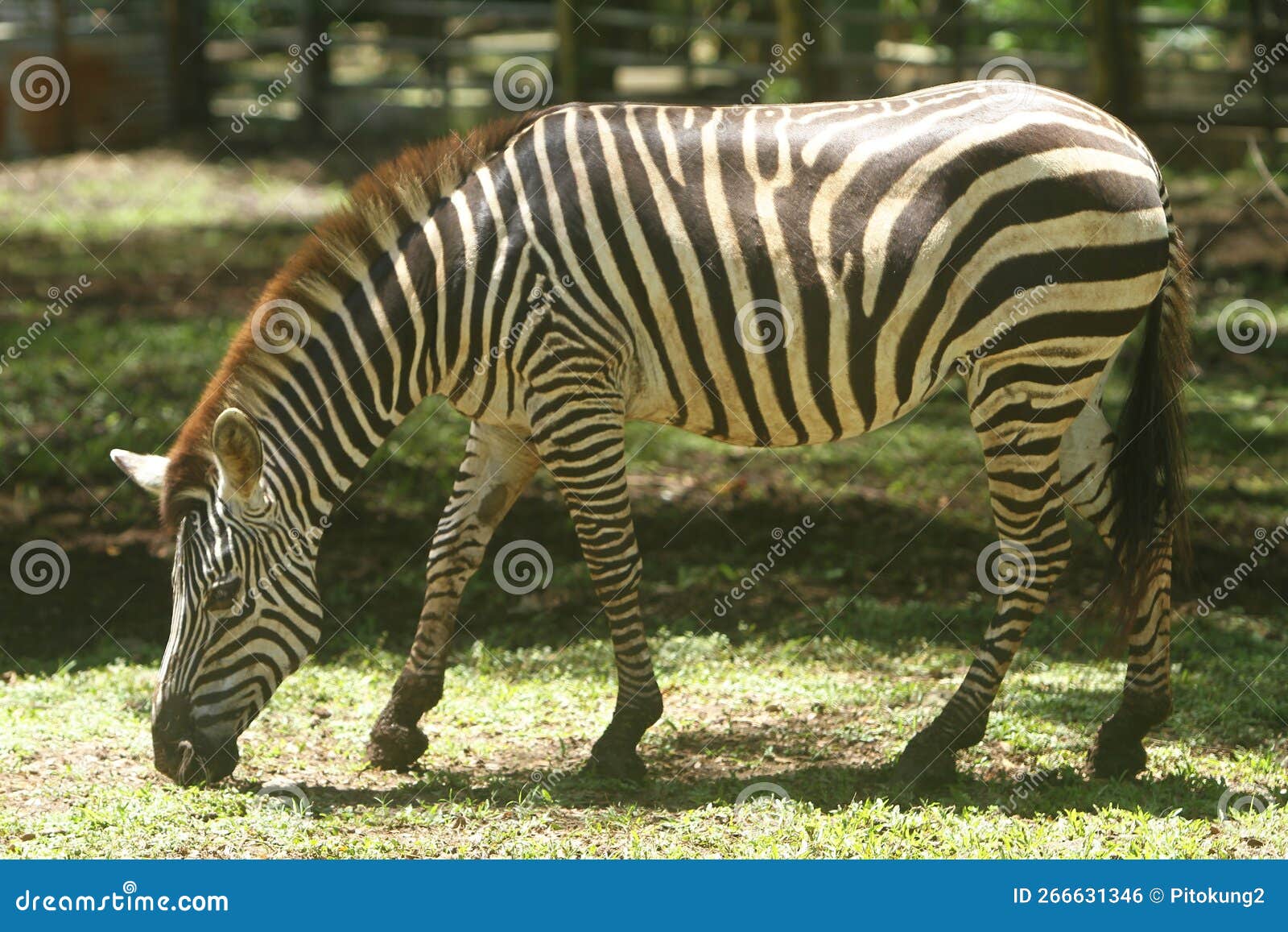 A Zebra Grazing Alone in a Field Stock Photo - Image of grazing, plant ...