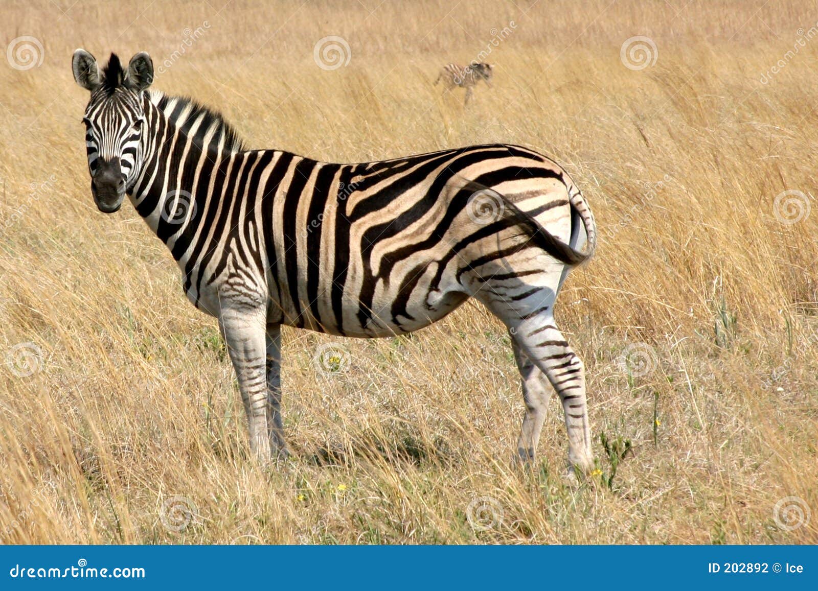 Zebra grazing in a field stock photo. Image of zebra, horse - 202892