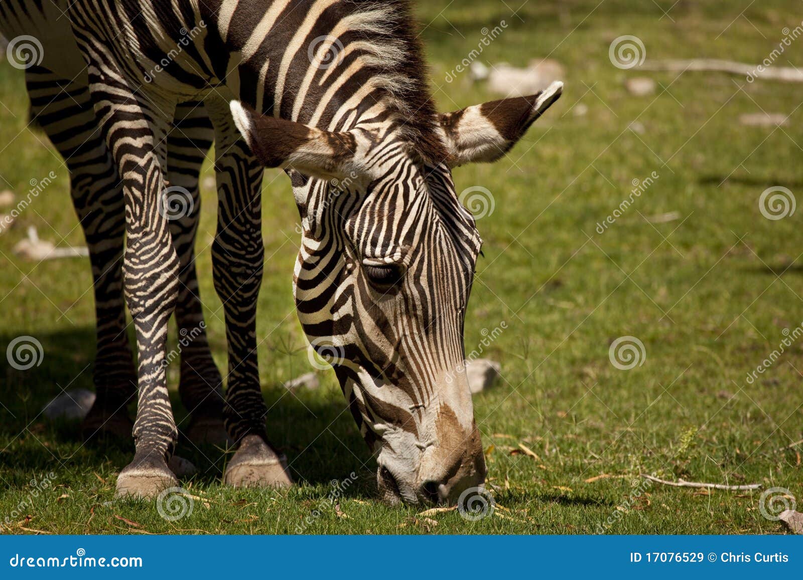 Zebra Grazing on Grass stock image. Image of eating, animal - 17076529