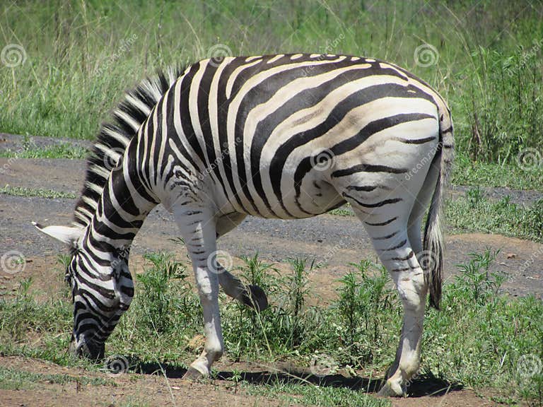 Zebra Grazing on Grass in at Midmar Nature Reserve in KwaZulu-Natal ...