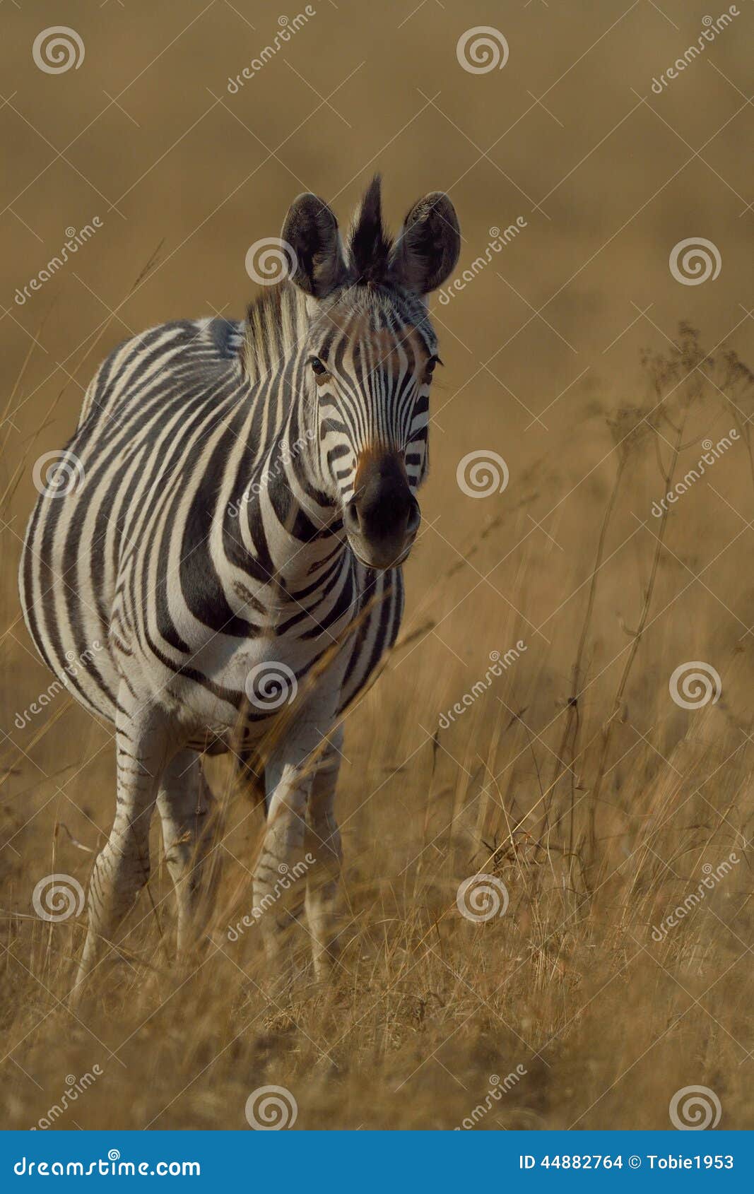 Zebra grazing on grass stock photo. Image of ears, play - 44882764