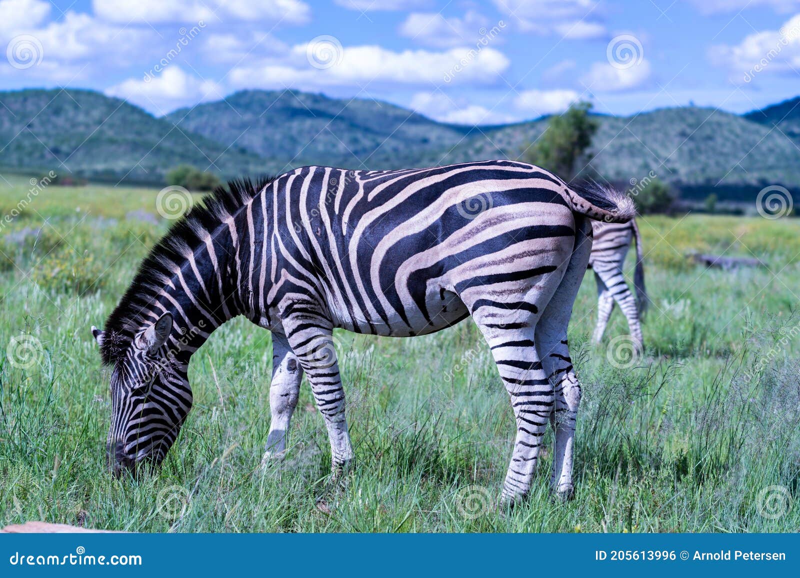 Zebra Grazing in the Great African Grassland Stock Photo - Image of ...