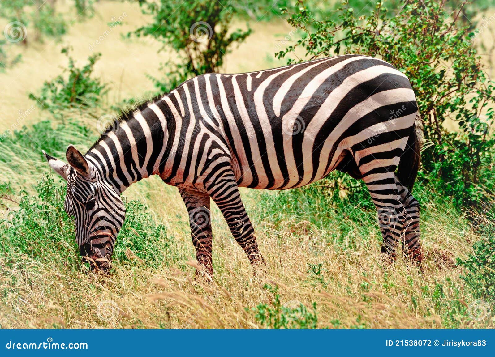 Zebra Grazing in Kenya in Savannah Stock Photo - Image of savanna ...