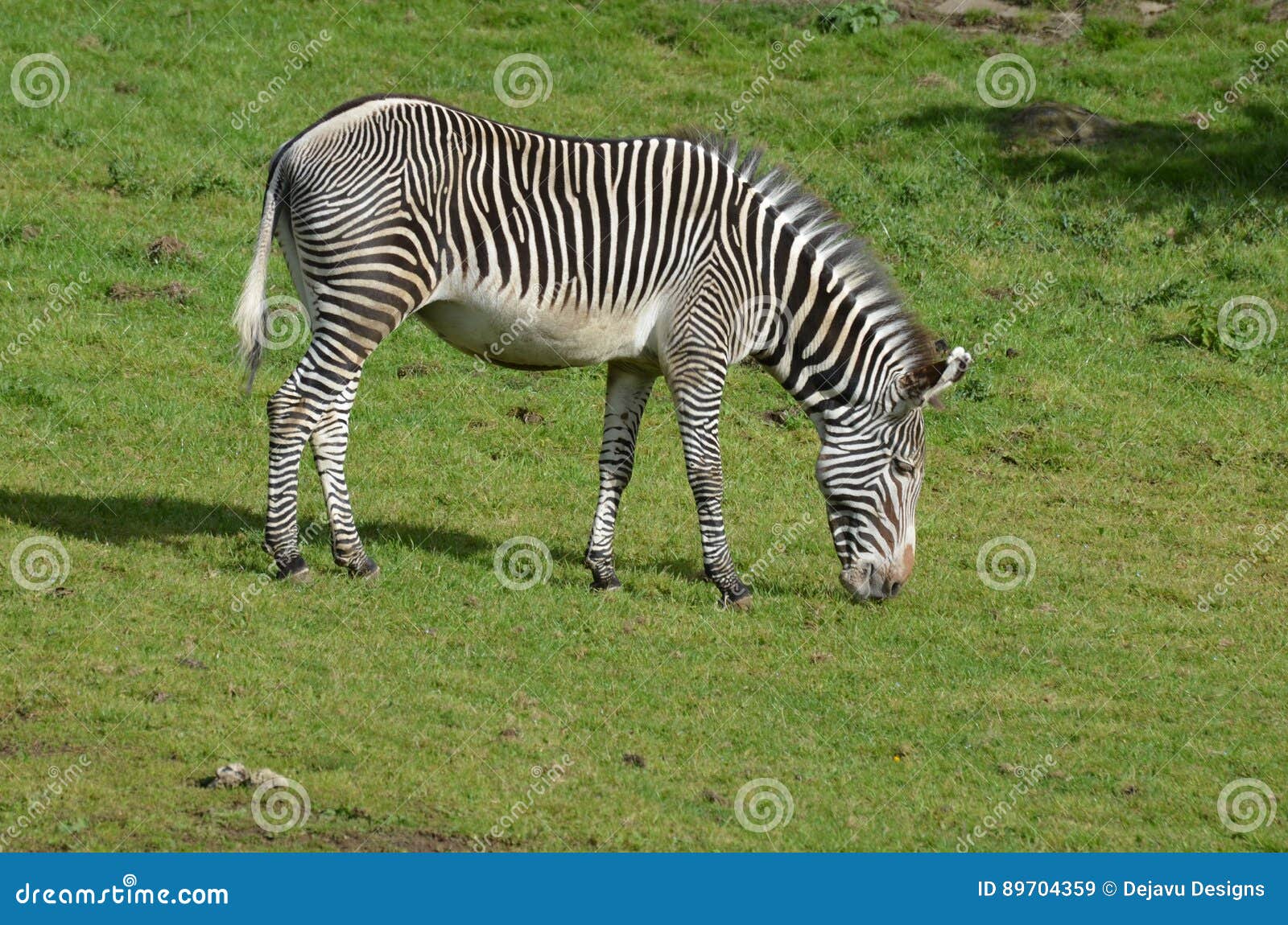 Zebra Grazing on Lush Green Prairie Grass Stock Image - Image of theme ...
