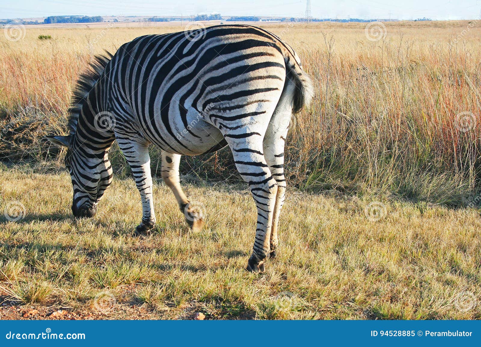 ZEBRA GRAZING in the MORNING SUN Stock Image - Image of sunlight ...