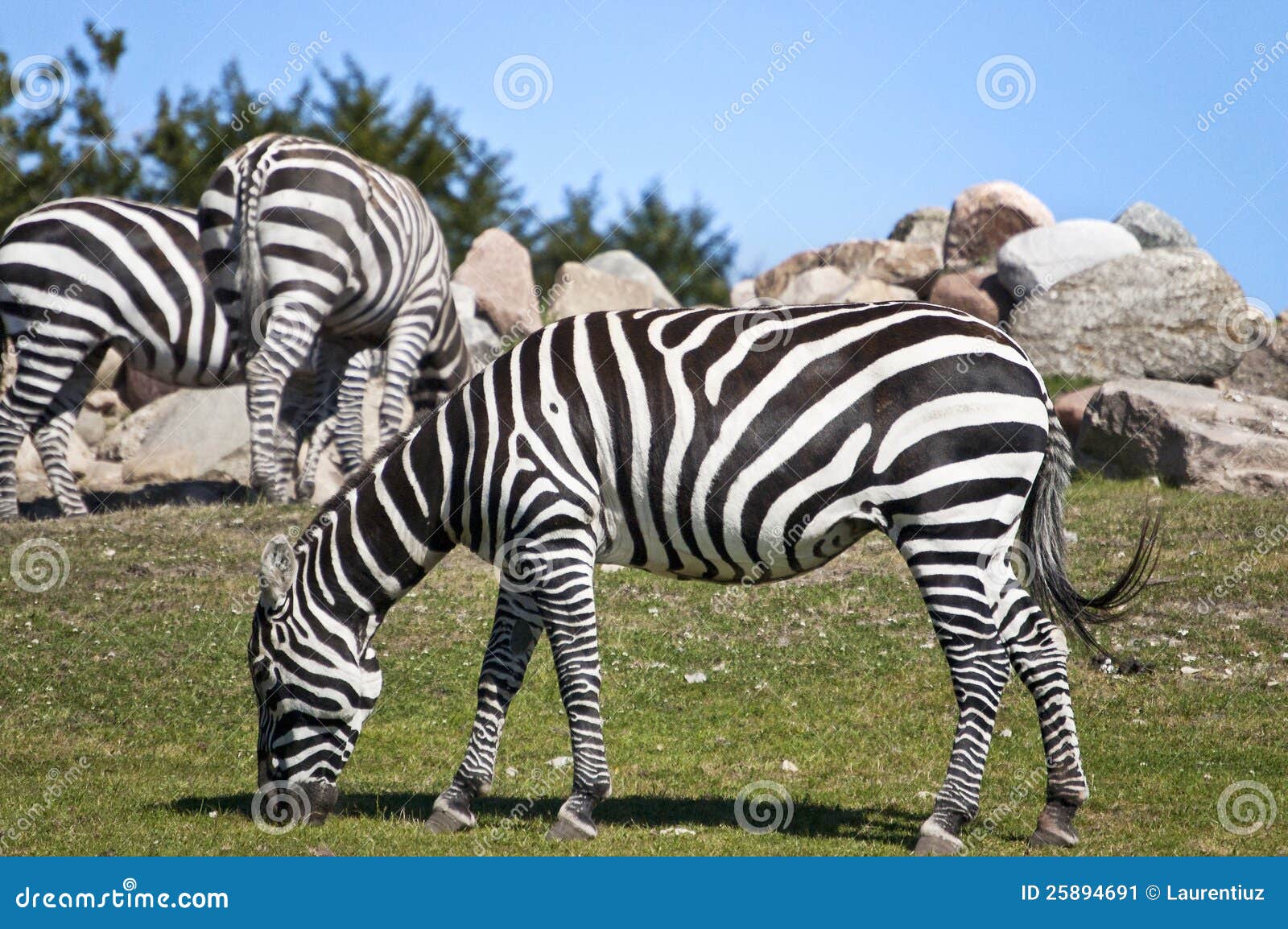 Zebra grazing on savannah stock image. Image of life - 25894691