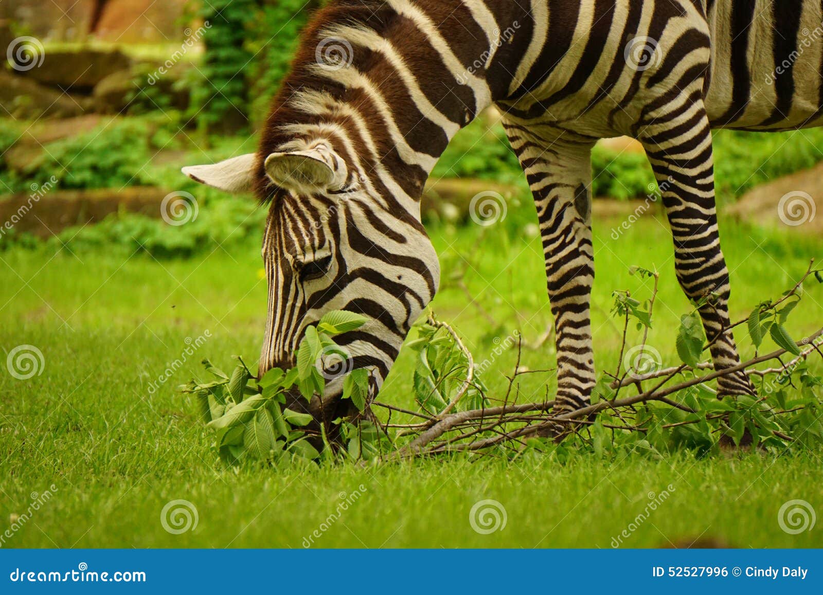 Zebra grazing. stock photo. Image of horse, neat, wildlife - 52527996