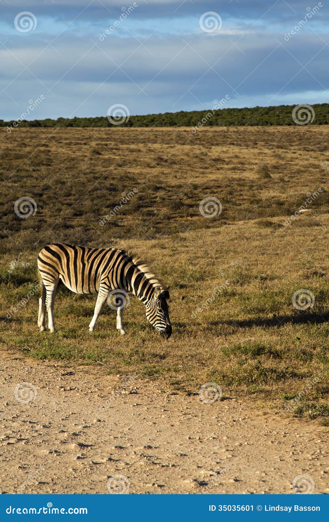 A zebra grazing stock image. Image of graze, male, southern - 35035601