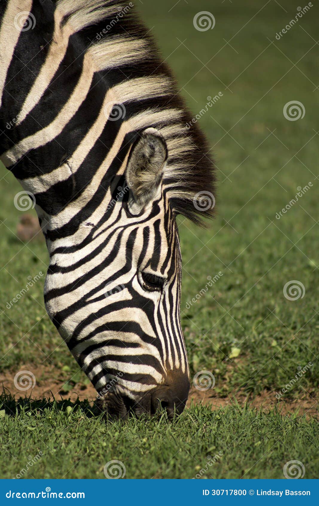 Zebra Grazing stock photo. Image of pattern, africa, grazing - 30717800