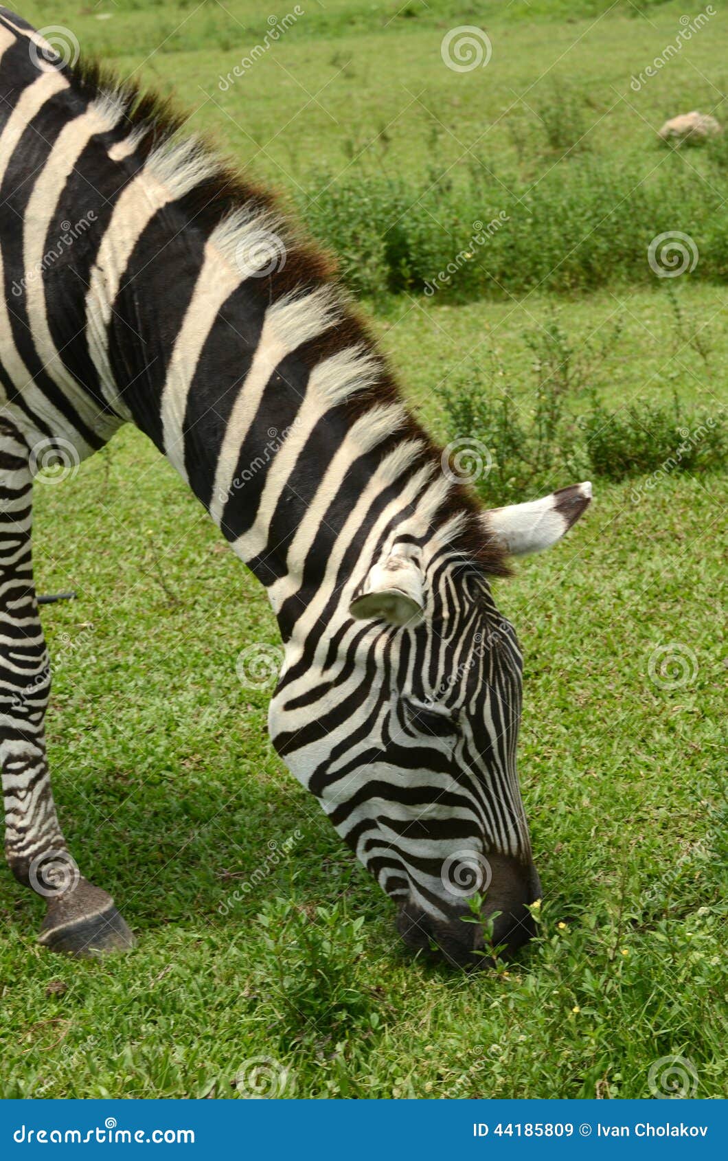 Zebra grazing stock image. Image of wilderness, grazing - 44185809