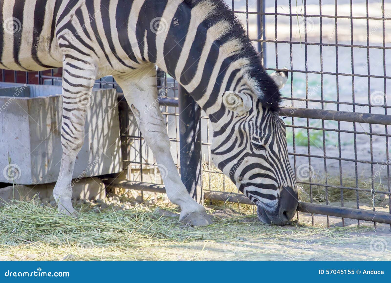 Zebra stock image. Image of defence, closing, attracting - 57045155