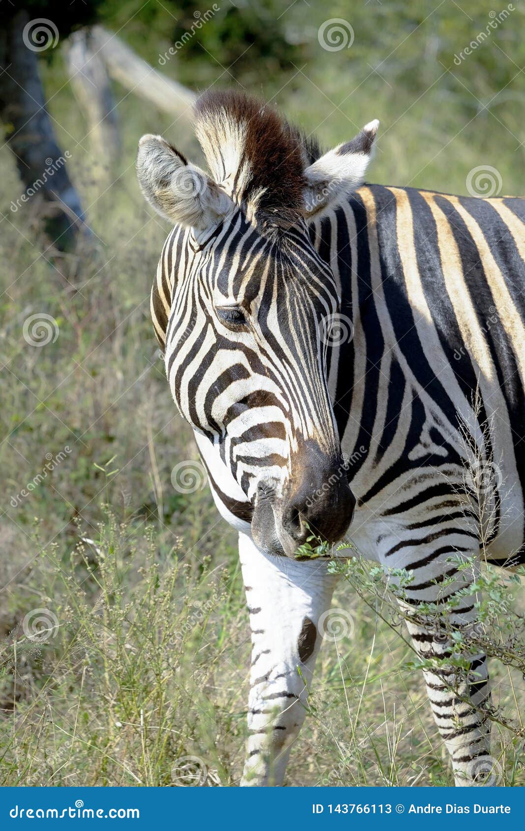 Zebra grazing stock image. Image of head, kenya, animals - 143766113