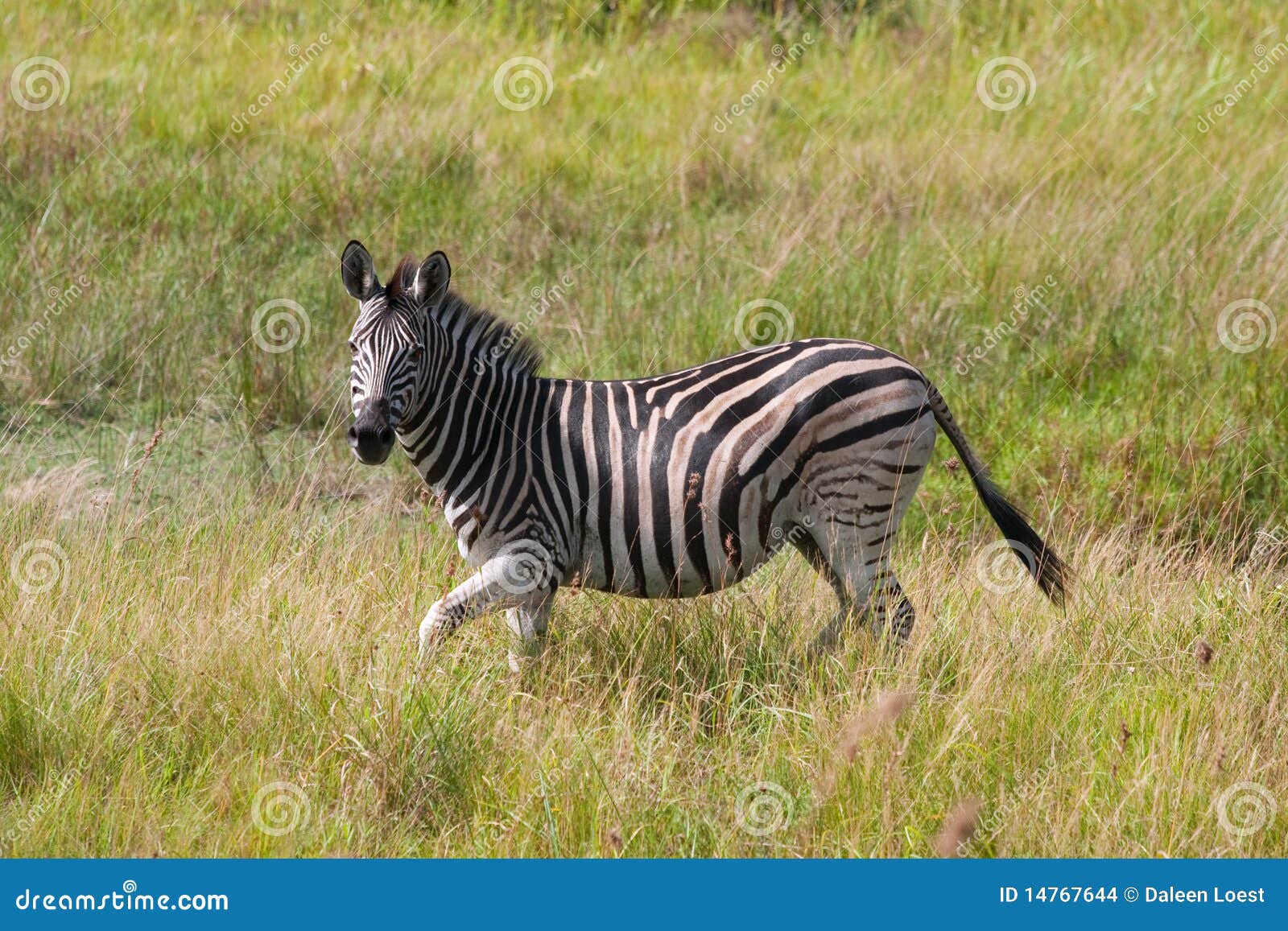Zebra green grass stock photo. Image of green, zebra - 14767644