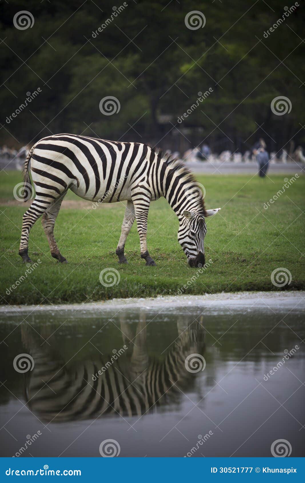 Zebra on Green Grass Field Full Body Stock Image - Image of world, wild ...