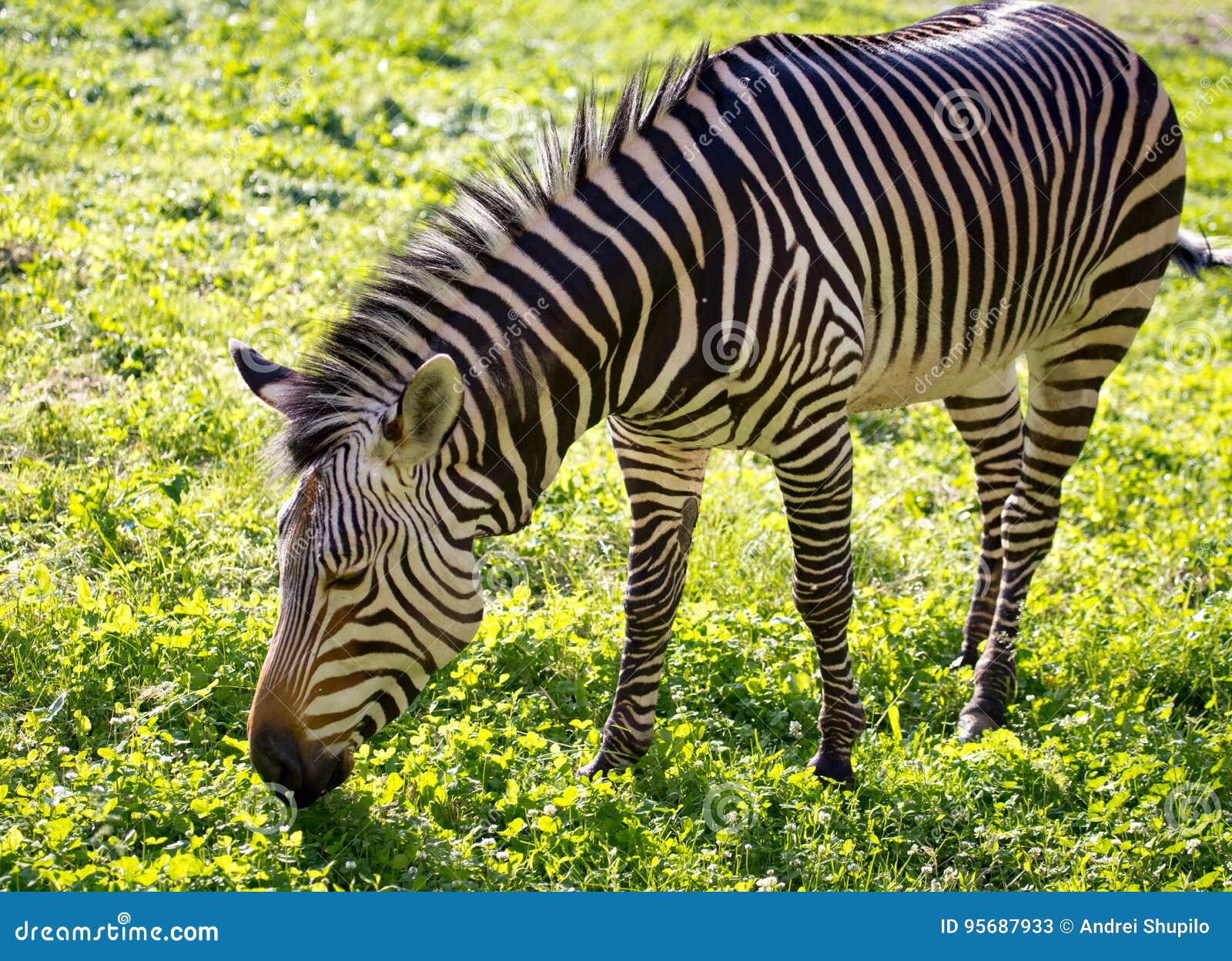 Zebra on Green Grass in Nature Stock Image - Image of nature, africa ...