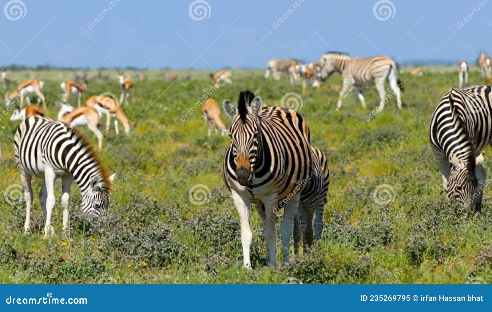 Zebra with green gross stock image. Image of grassland - 235269795