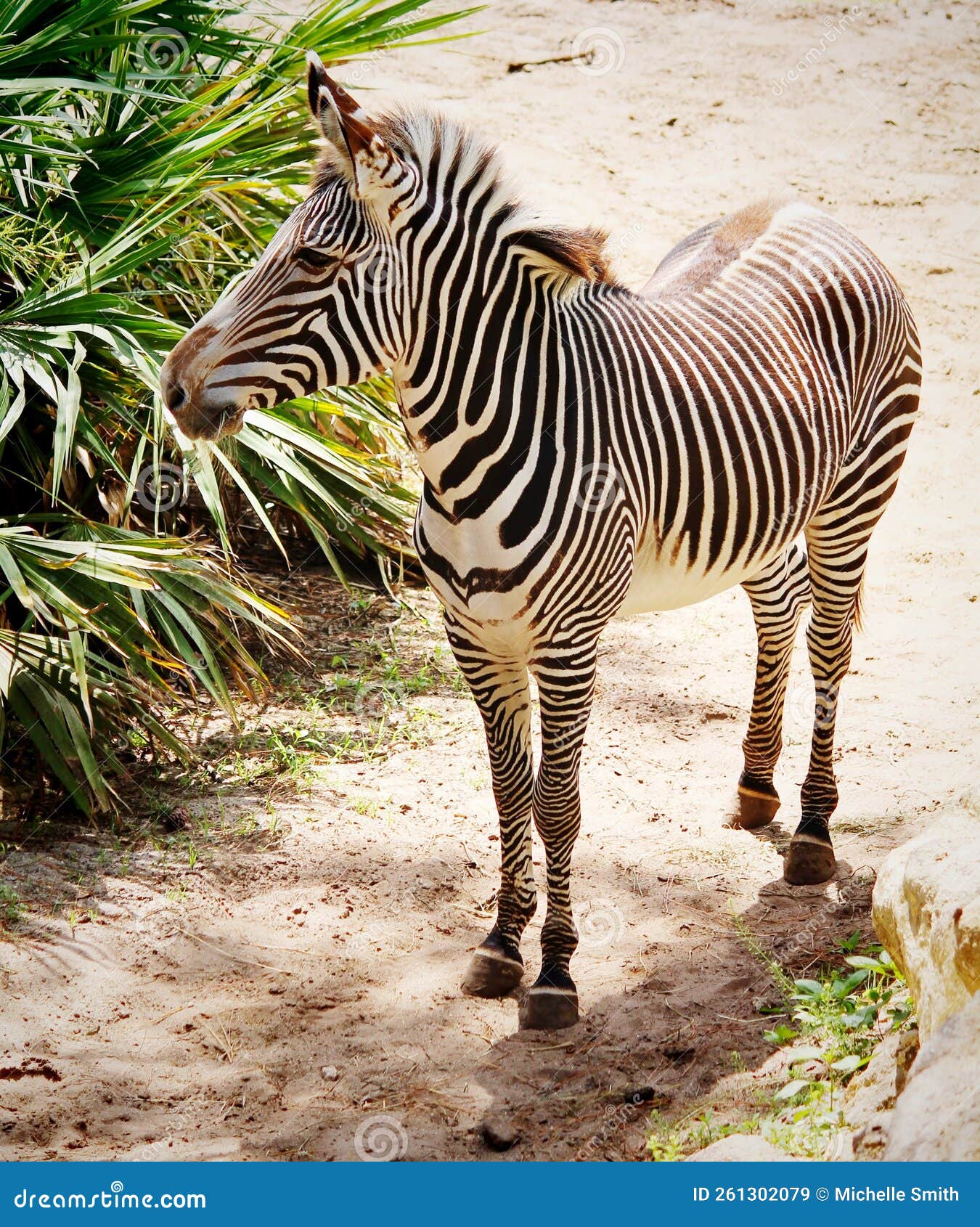 Zebra beside Greenery in Zoo Stock Image - Image of journey, animal ...
