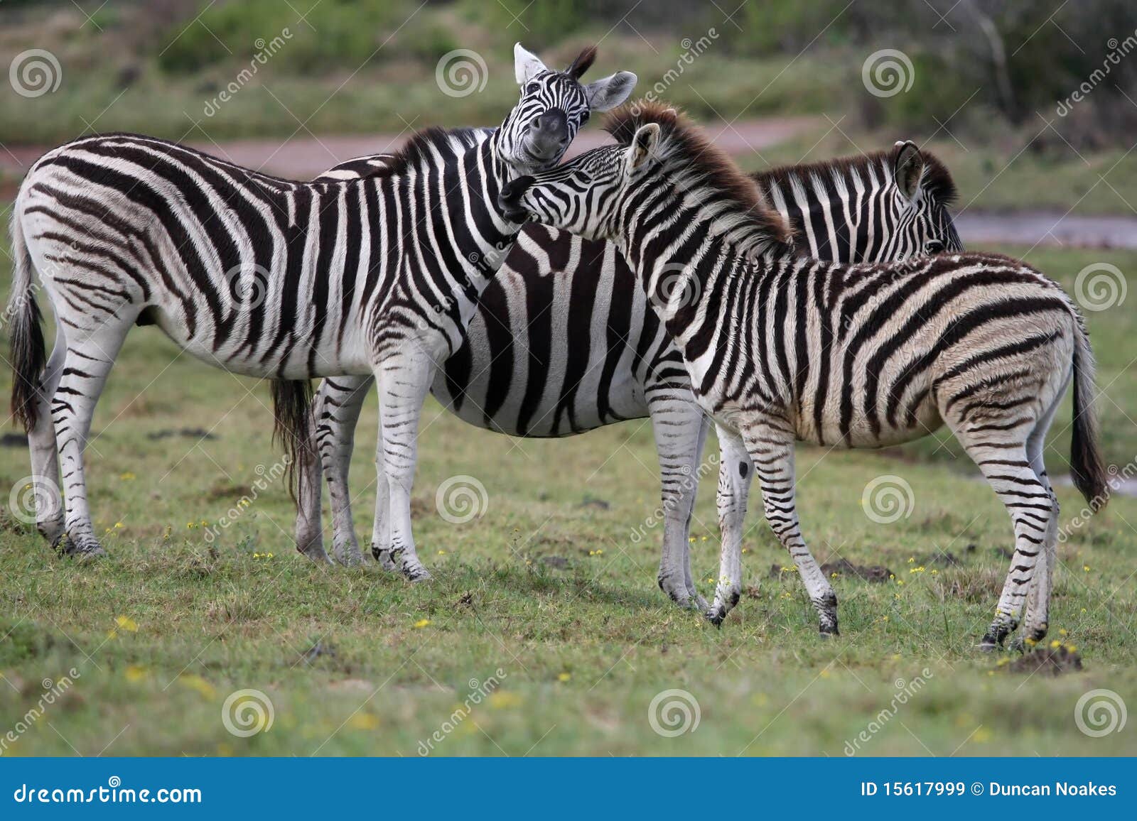 Zebra Greeting stock image. Image of black, safari, mammal - 15617999